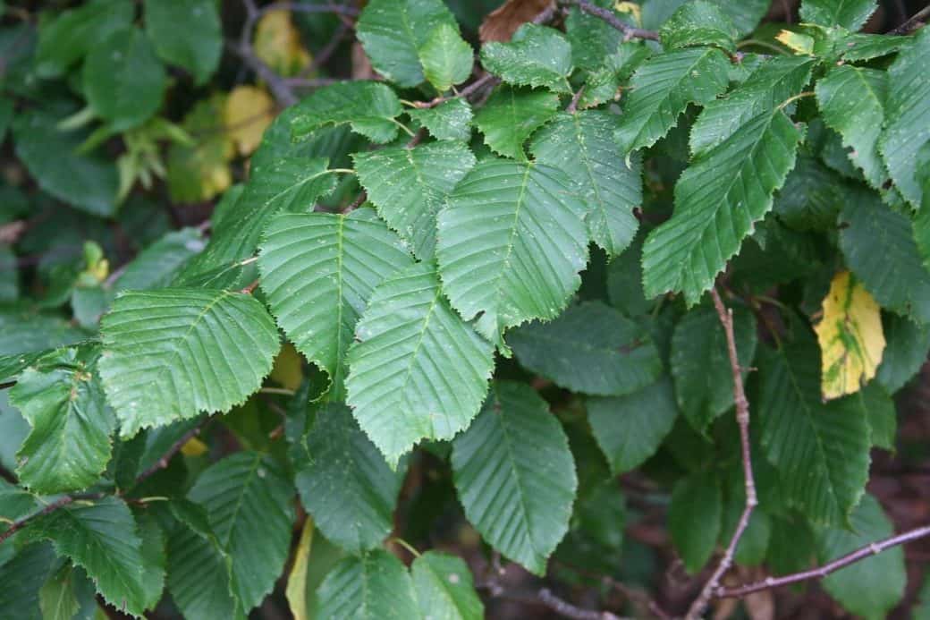 Hasel-Magie: Ogham-Stäbe, Fruchtbarkeit & Räucherwerk