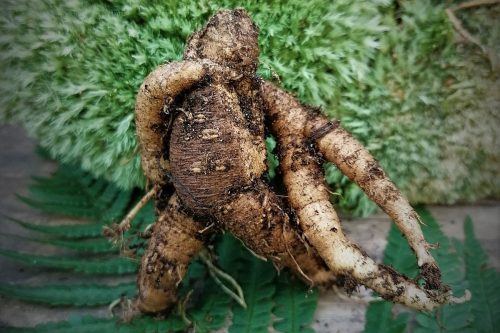 Pflanzenmagie: Die Alraune