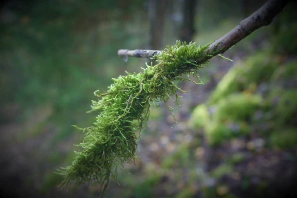 Moos räuchern: Seelentröster & Totenschädel-Magie