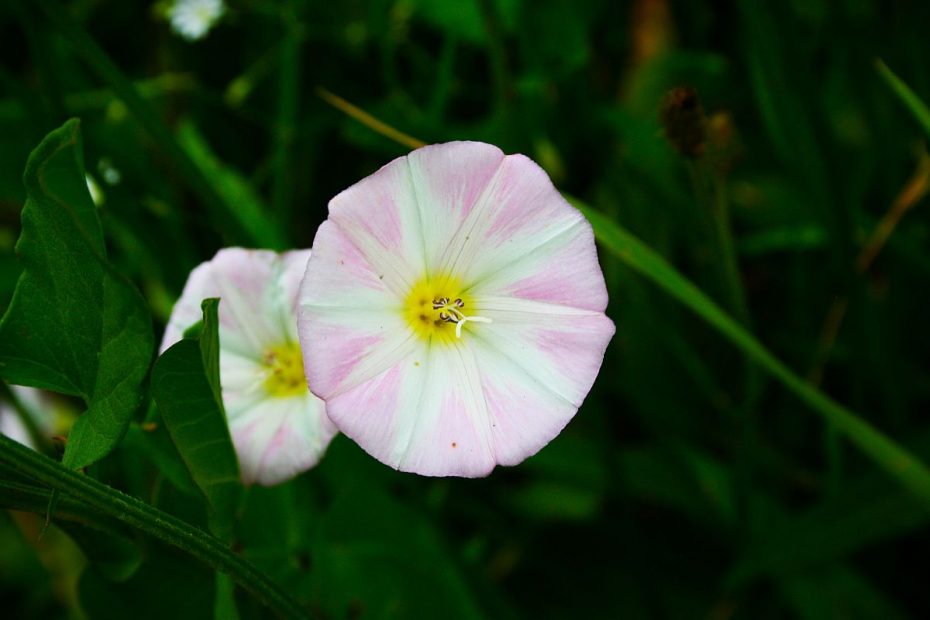 Pflanzenwissen und Brauchtum über Wildpflanzen