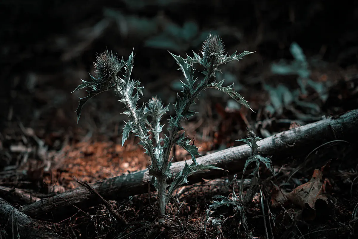Die Distel: Schutz vor Hexen, die Unruh & alte Sagen